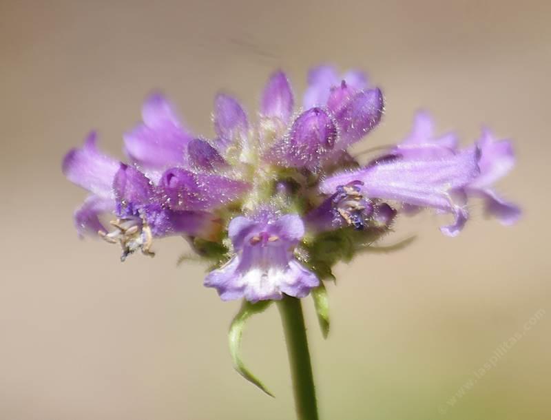 Penstemon heterodoxus, Sierra Penstemon.