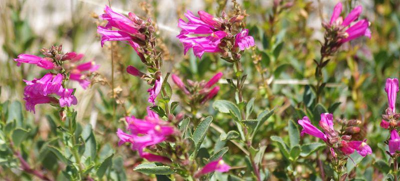 California Penstemons that can grow in moist areas
