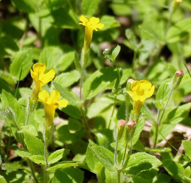 Monkey flowers for California gardens