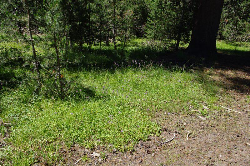 California Penstemons that can grow in moist areas