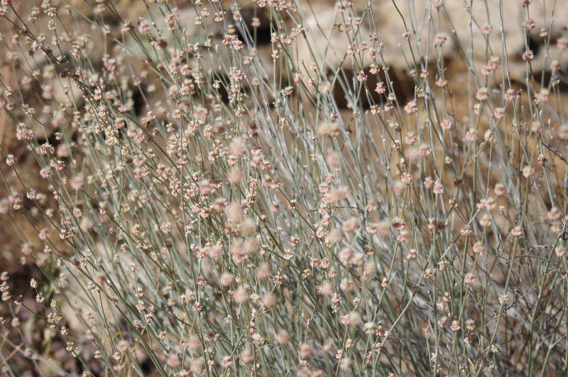 Pictures and descriptions of California buckwheats, Eriogonum species.