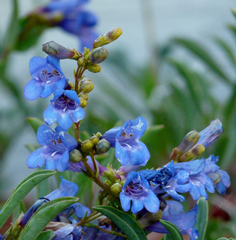 Penstemon azureus, Azure Penstemon.
