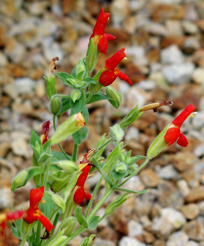 Mimulus cardinalis, Scarlet Monkey Flower.
