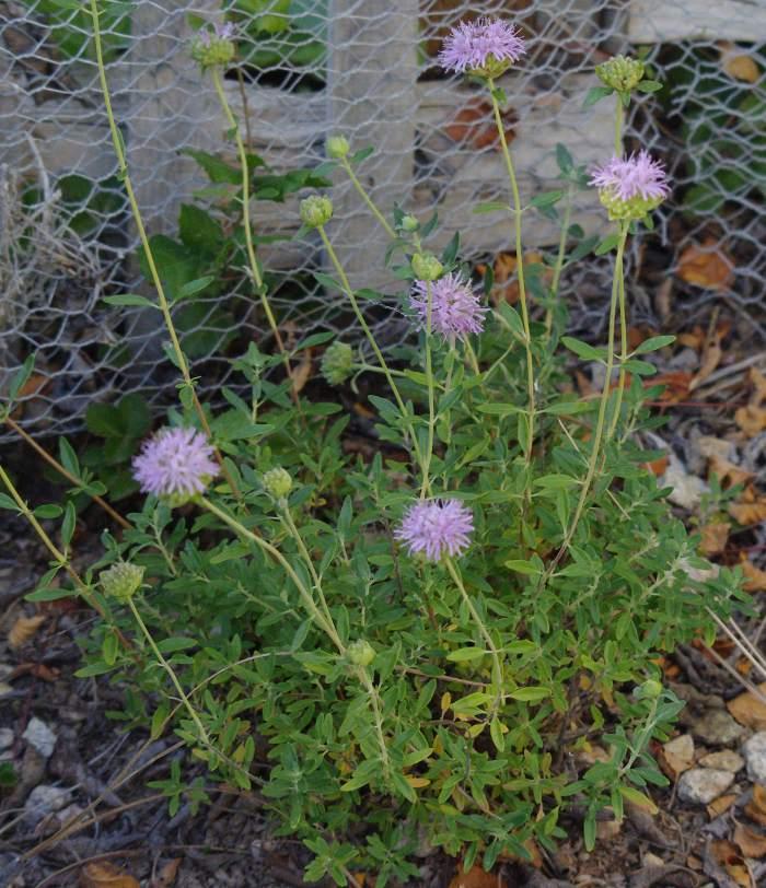 Monardella viridis, Green Monardella.