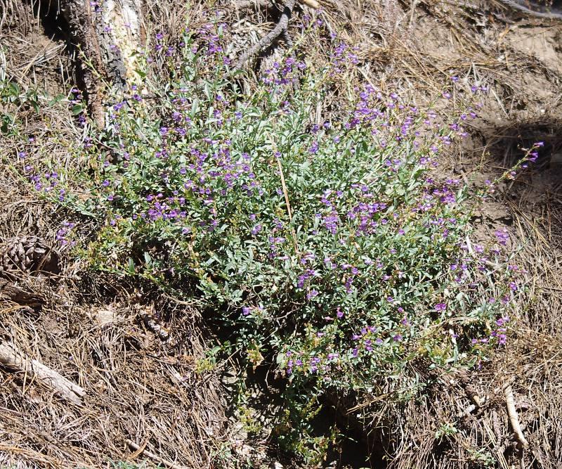 Penstemon parvulus.