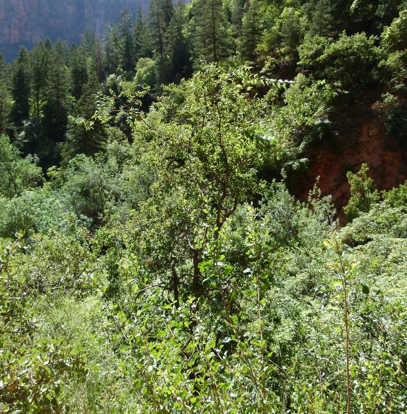 Celtis reticulata, Hackberry.