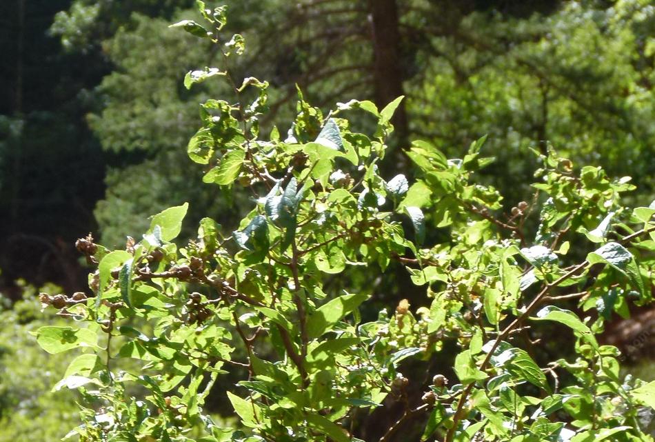 Celtis reticulata, Hackberry.
