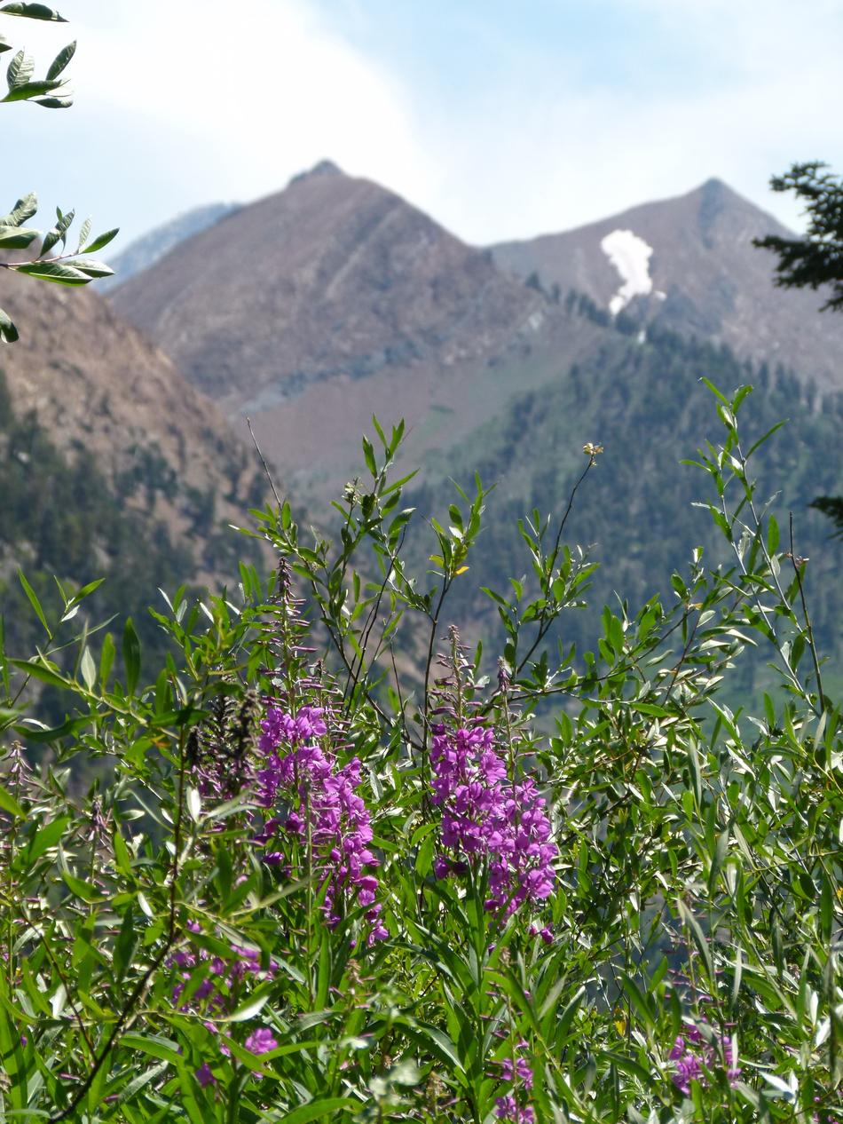 Epilobium angustifolium, Fireweed.