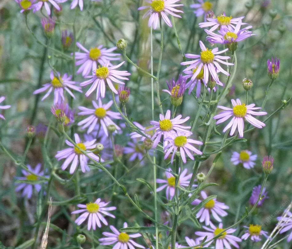Aster occidentalis, Western Aster