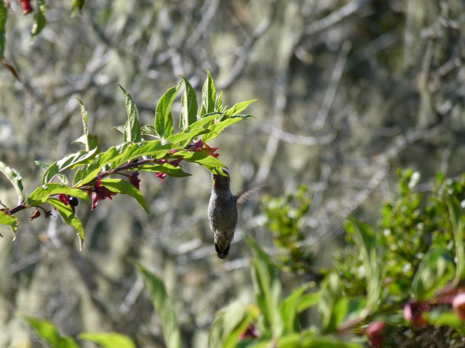 Lonicera involucrata var. ledebourii, Twinberry honeysuckle.
