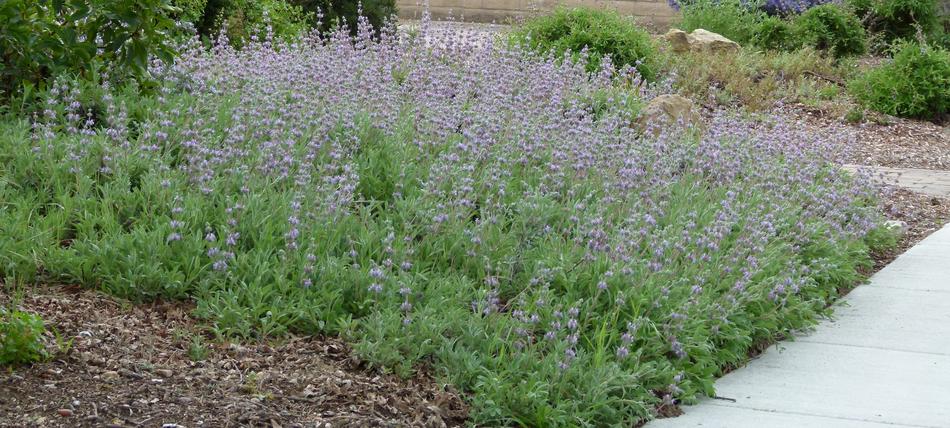 Salvia 'Gracias', Creeping sage.