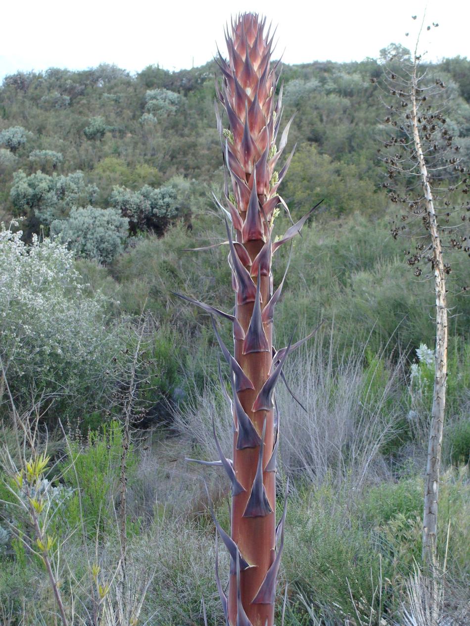 Yucca whipplei var. percusa.