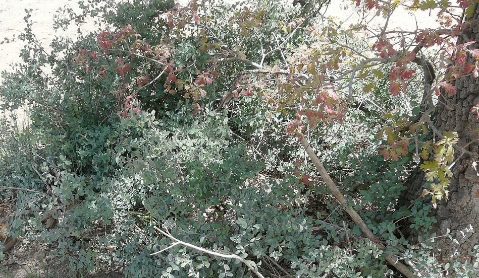 Symphoricarpos parishii, Mountain Snowberry.