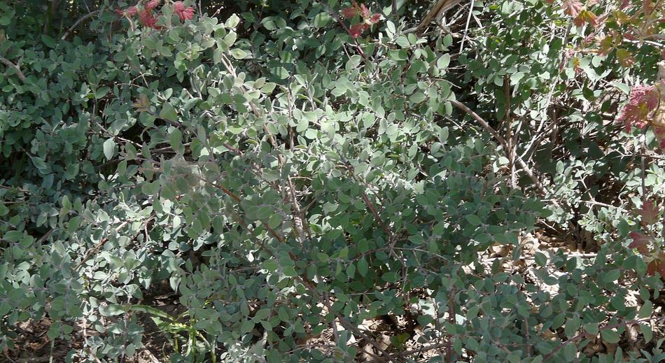 Symphoricarpos parishii, Mountain Snowberry.