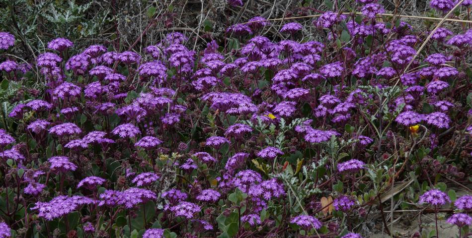 sand verbena