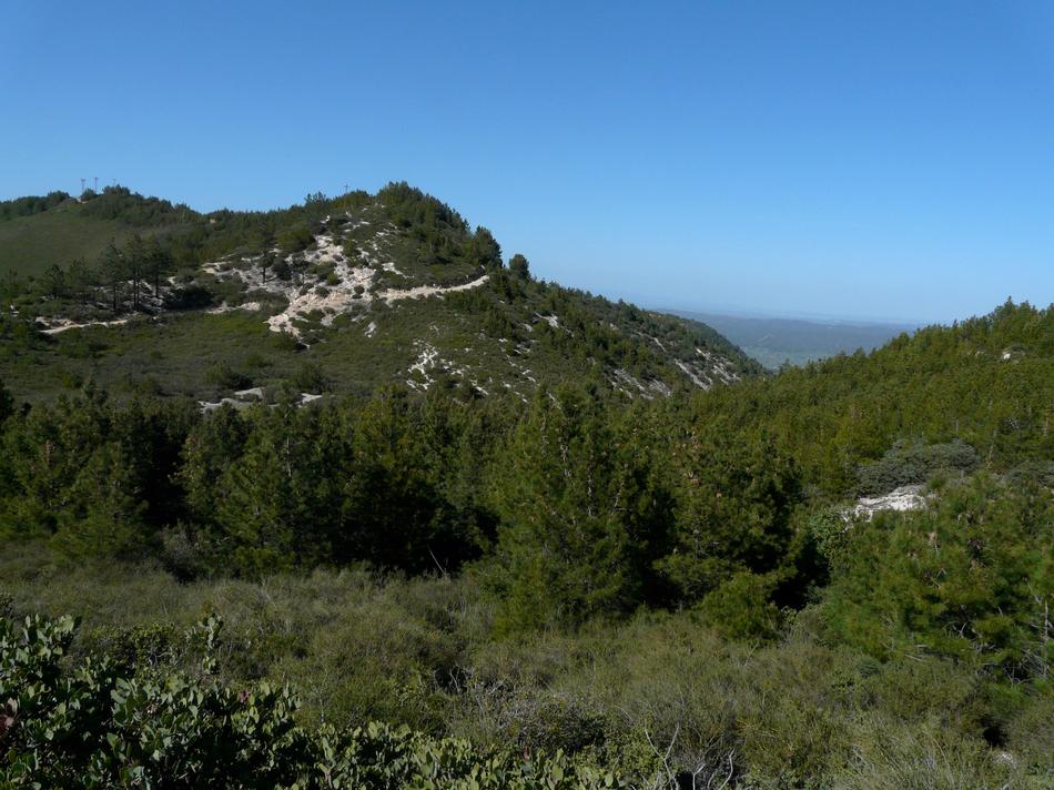 Pinus attenuata, Knobcone Pine.