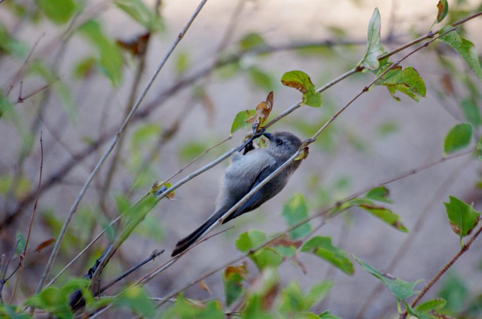 Bushtits like to forage in woodland habitats