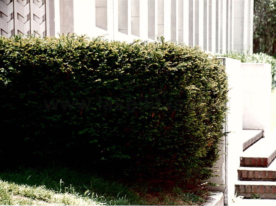 Pictures of the redwood forest of California and some of its plants and ...