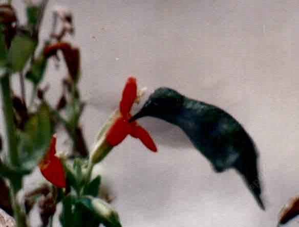 Mimulus cardinalis, Scarlet Monkey Flower.