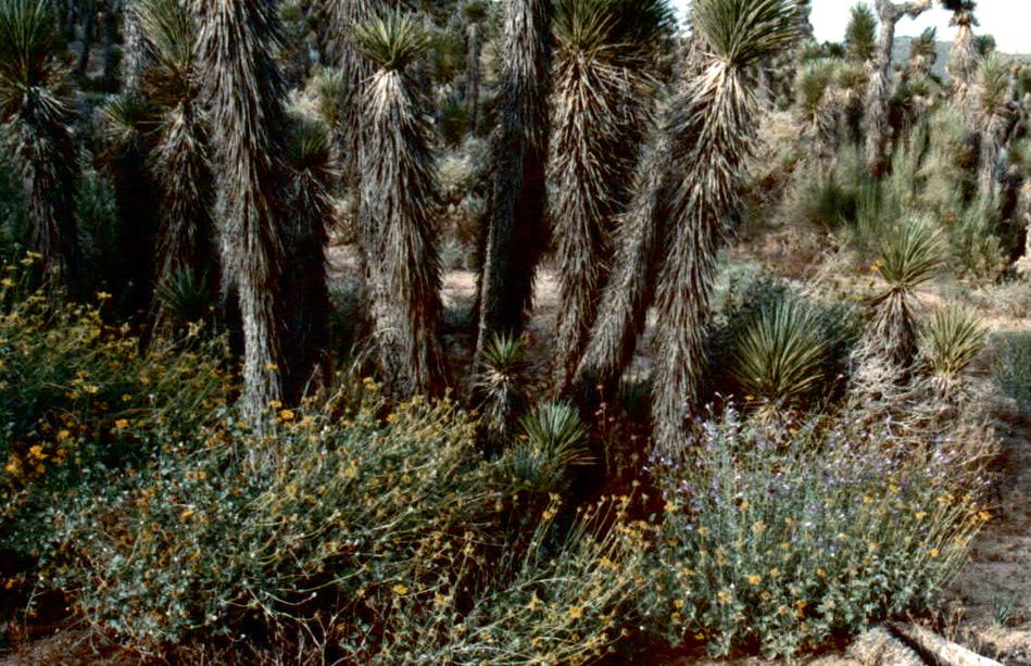 California Joshua Tree Plant Community has high summer temperatures and ...