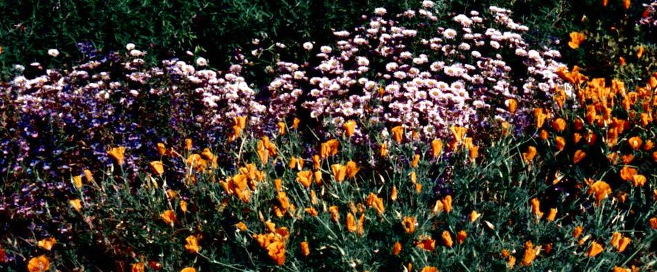 Erigeron glaucus x 'Wayne Roderick ', Wayne Roderick's Seaside Daisy.