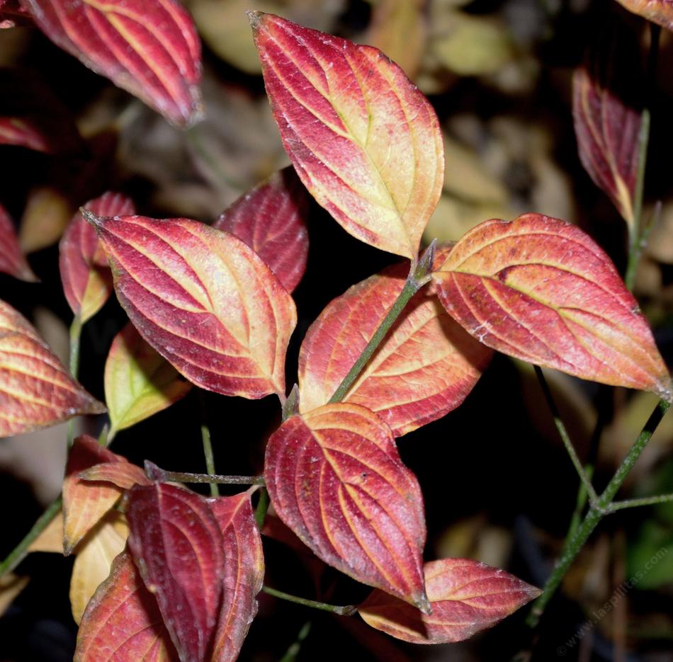 Cornus sessilis, Blackfruit Dogwood.