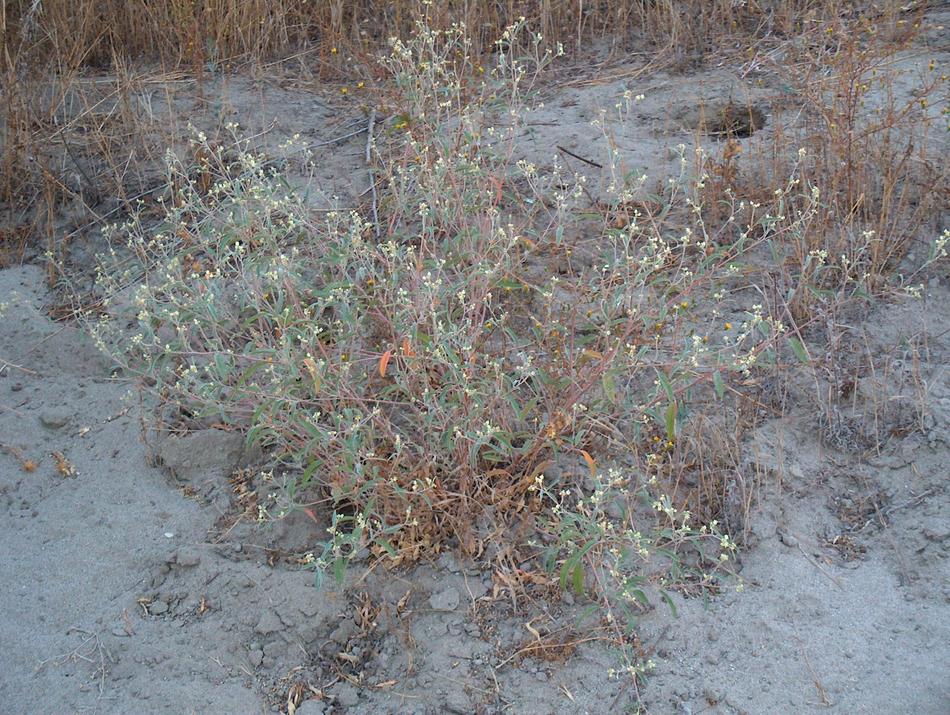 Croton californicus, Croton.