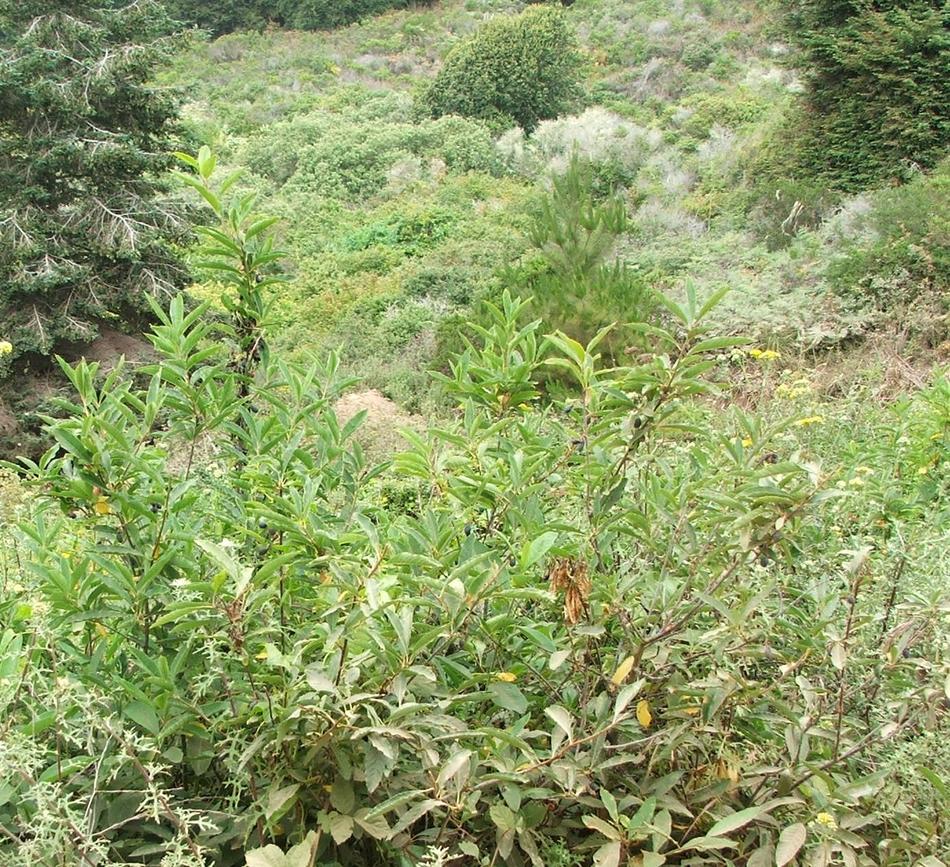 Osmaronia cerasiformis, Oso Berry.