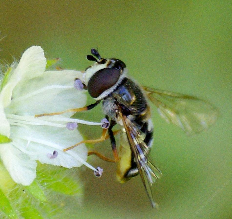 Phacelia imbricata, Pine Bee Flower.