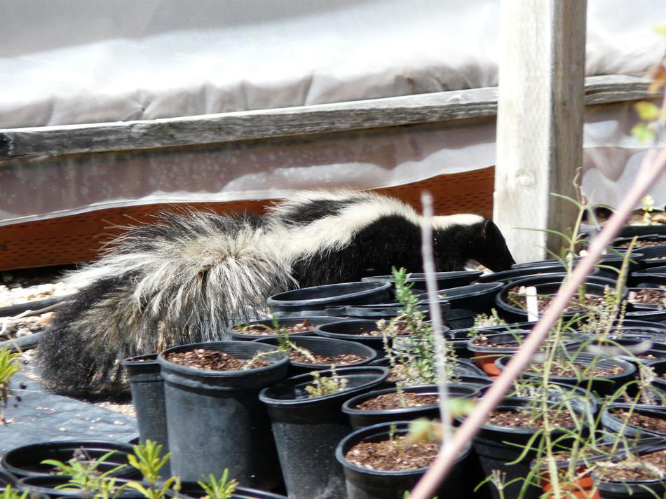 Striped Skunk, Mephitis mephitis