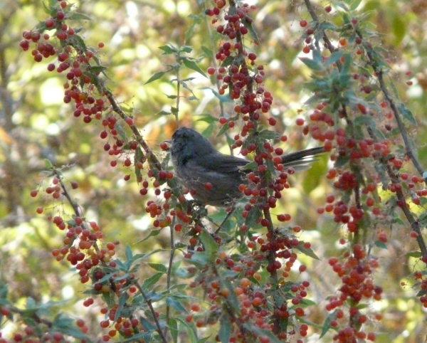 Mahonia nevinii, Nevin's Barberry.