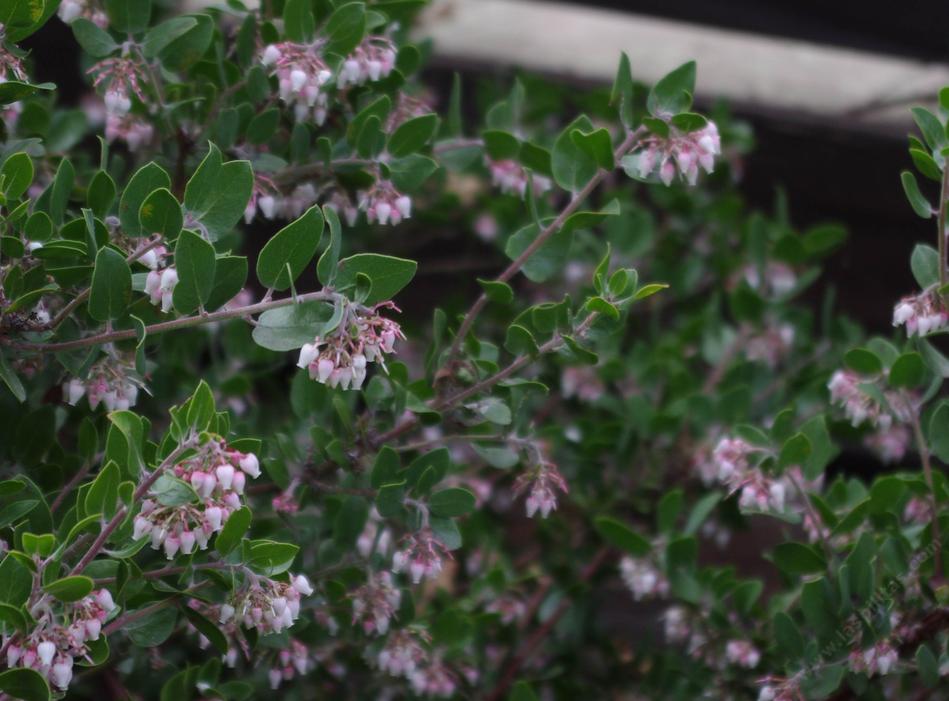 Arctostaphylos 'Sunset', Sunset Manzanita.