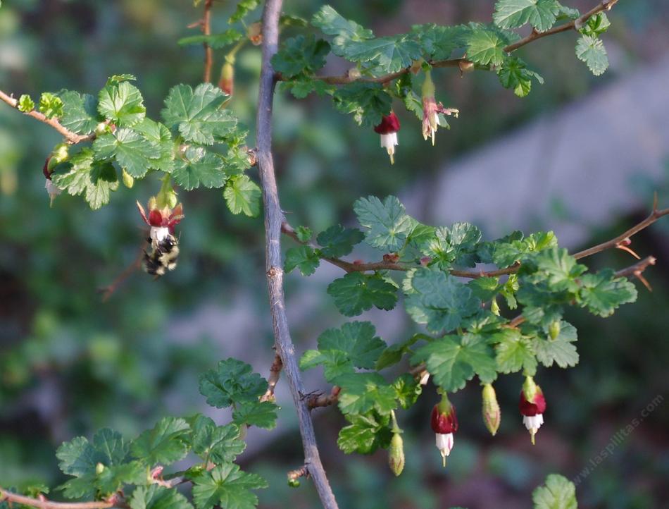 Ribes menziesii, Canyon Gooseberry.
