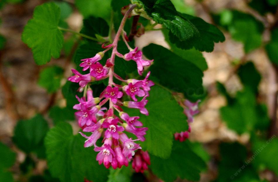 Ribes sanguineum var. glutinosum, Pink-Flowered Currant.