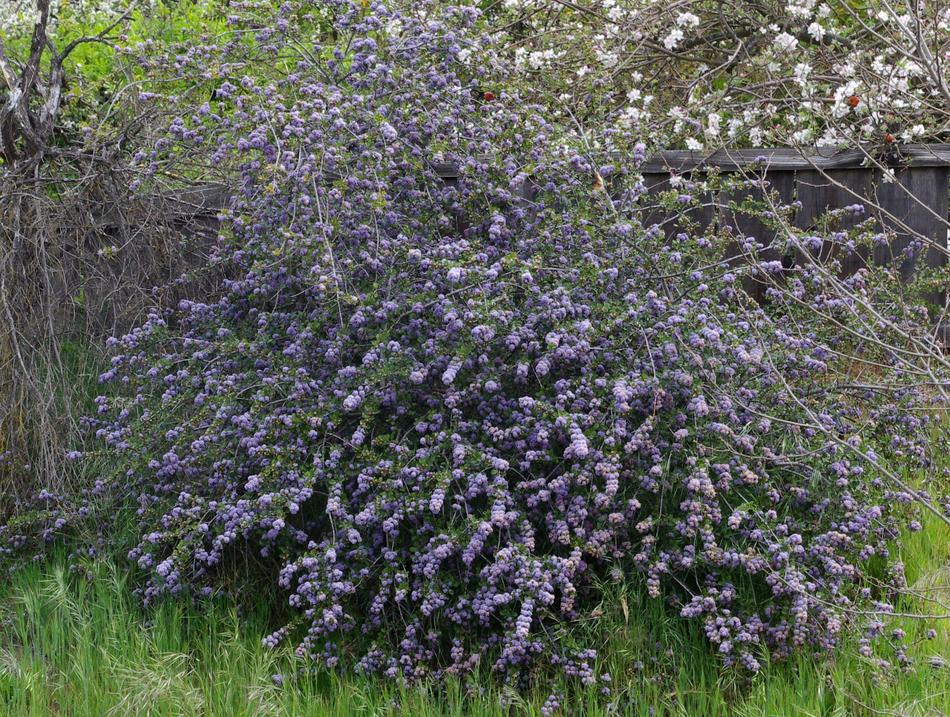 ceanothus tree problems