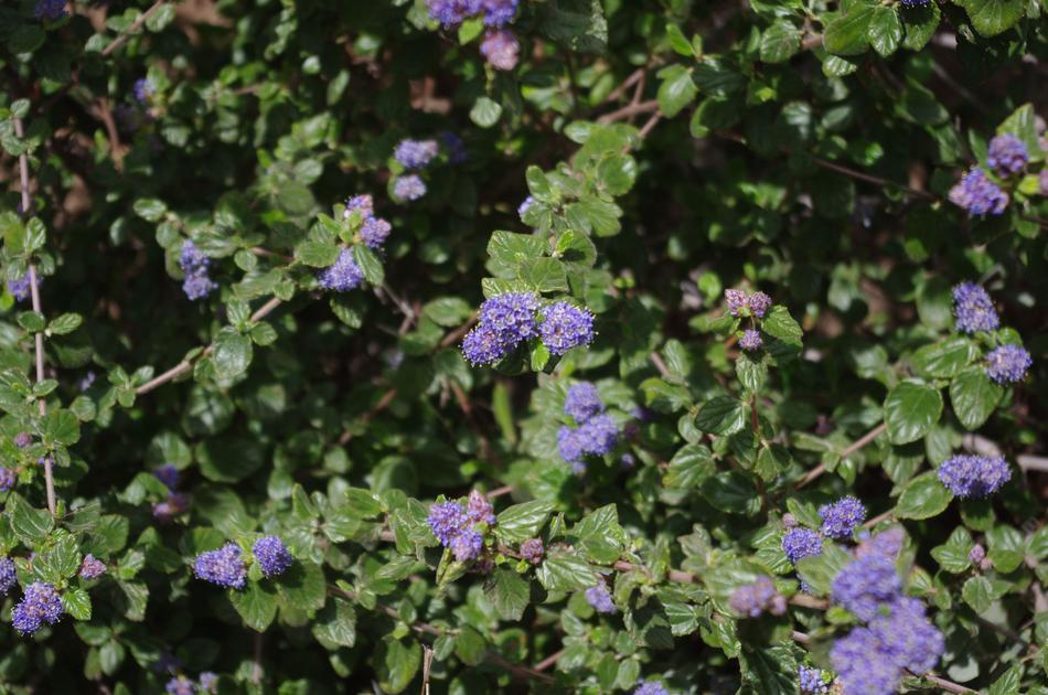 Ceanothus tomentosus, Woolly Leaf Mtn. Lilac.