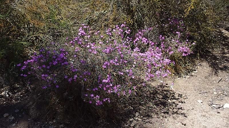 California Native Plants, design a beautiful drought tolerant native ...