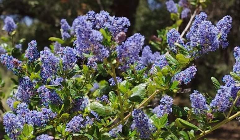 Ceanothus 'Ray Hartman', Mountain Lilac.