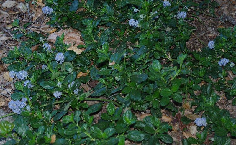 ceanothus yankee point