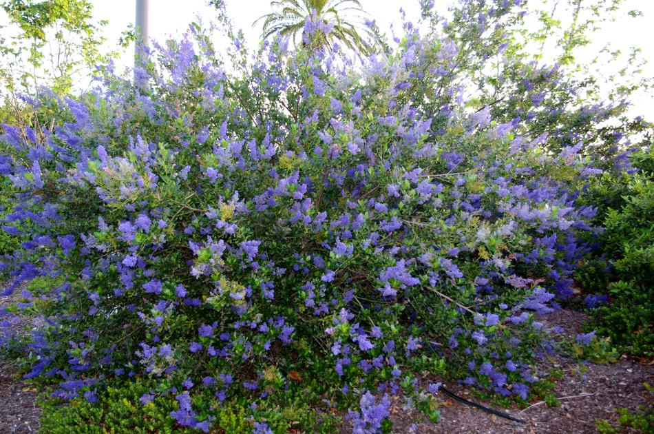 California Lilac, Ceanothus