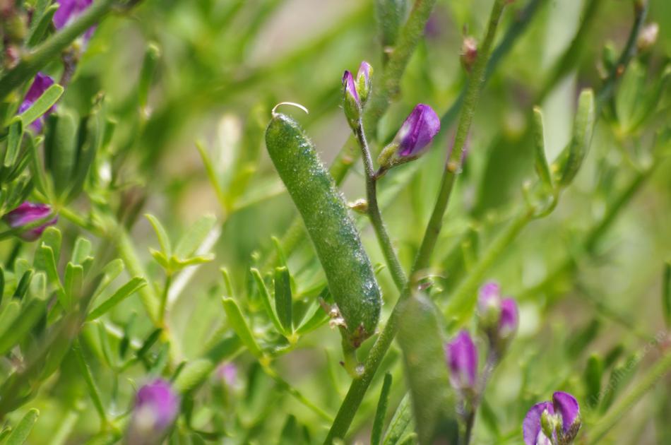 Lupinus truncatus, Blunt leaved lupine.