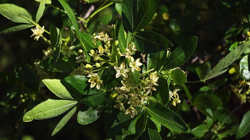 Ptelea crenulata, Western Hop tree.