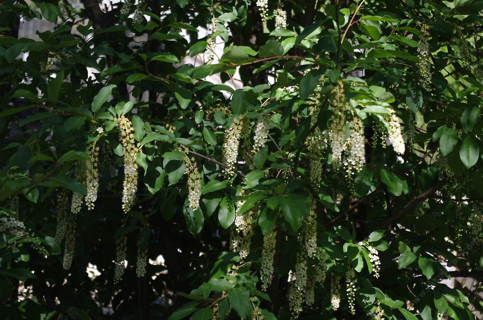 Prunus virginiana var. demissa, Western Chokecherry.