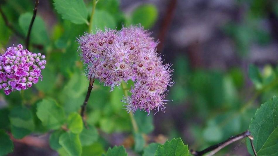 Spiraea densiflora var. splendens, Mountain Spiraea.