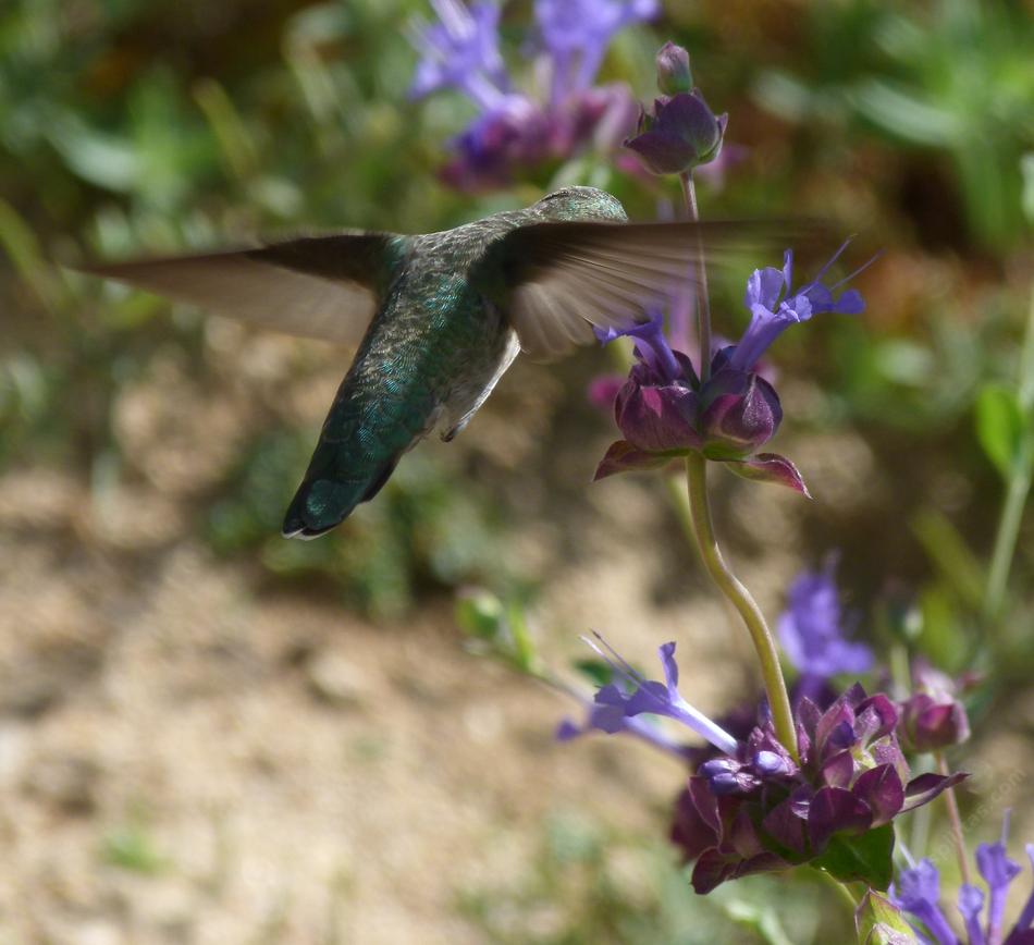 Salvia 'Celestial Blue', Purple Sage.