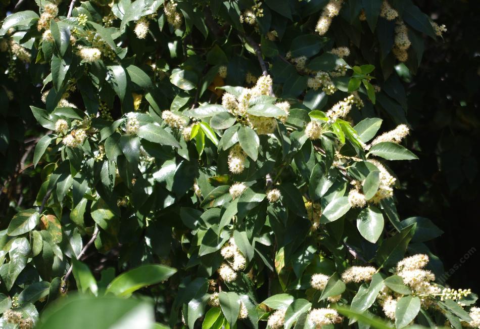Prunus lyonii, Catalina Cherry.