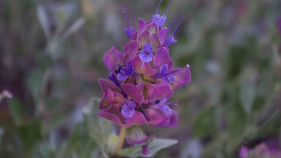 Salvia pachyphylla, Rose Sage.
