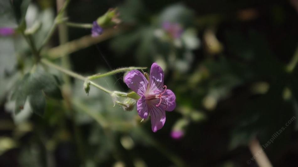 Geranium viscosissimum, Sticky Geranium.