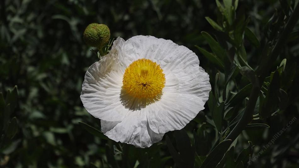 Romneya coulteri, Matilija Poppy.