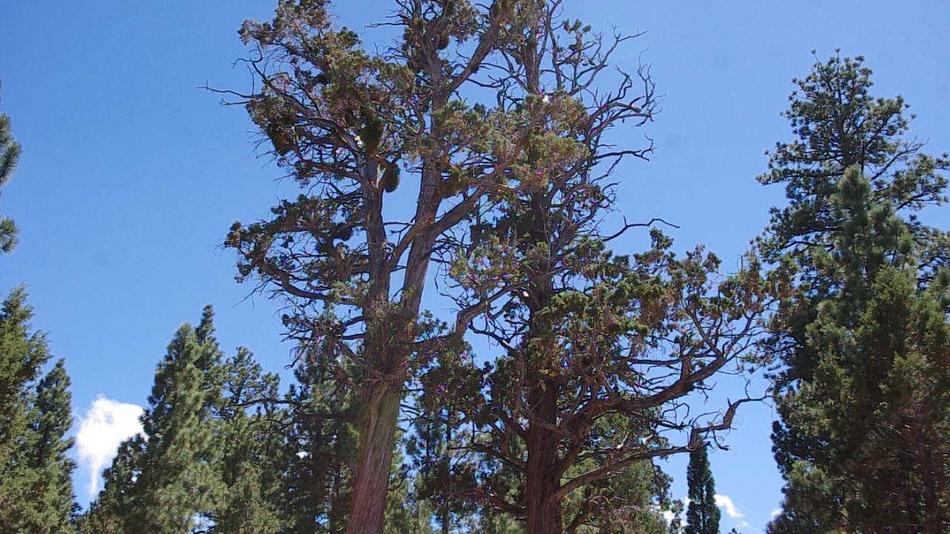 juniperus chinensis pine tree